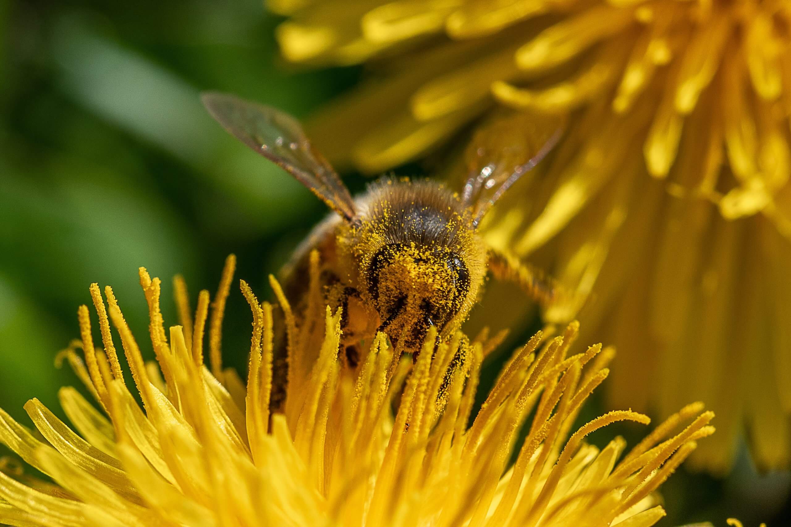 Apidae | Equestrio Foundation