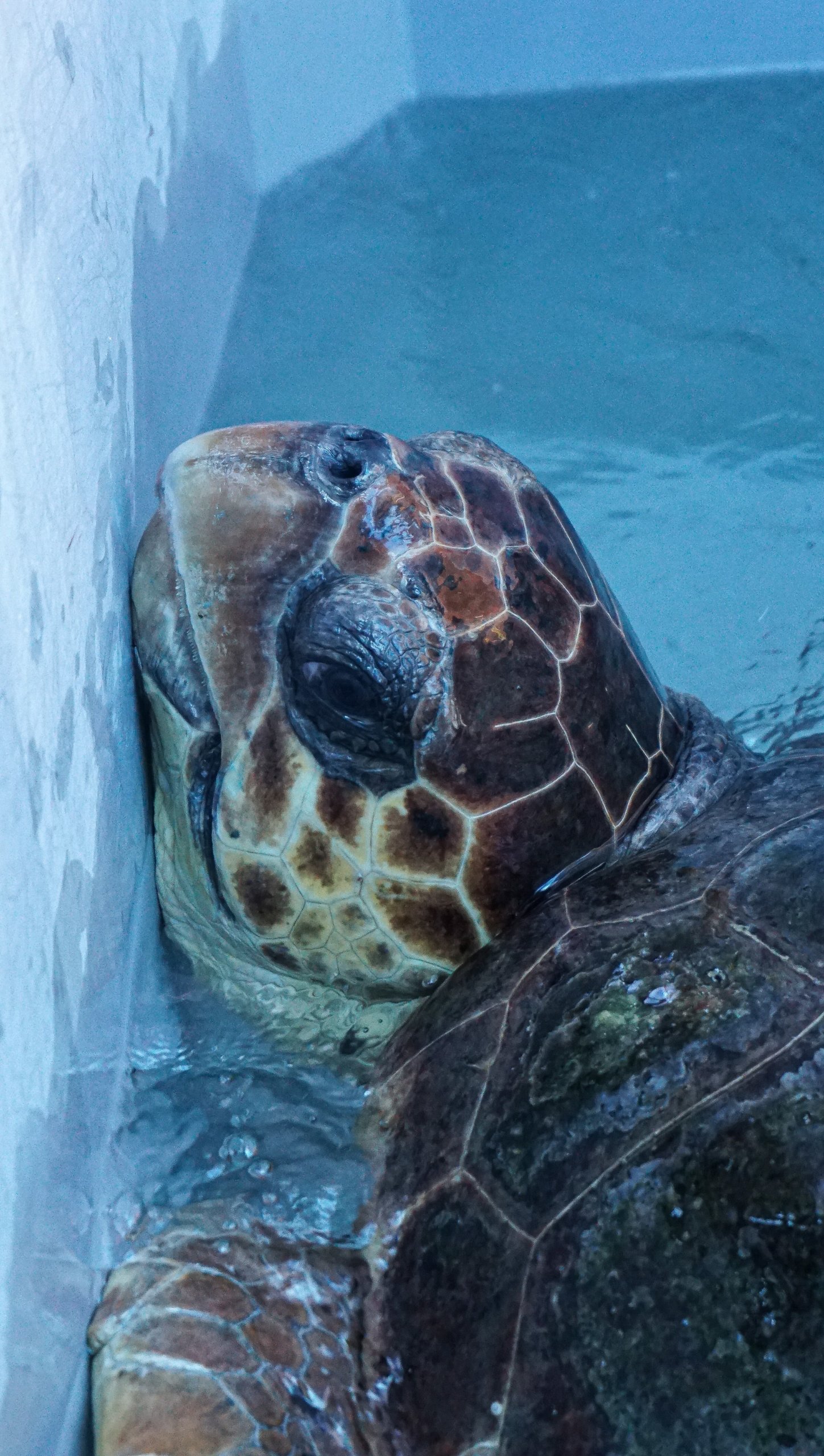 Equestrio Foundation | EF IN ACTION, Turtle Rescue Centre